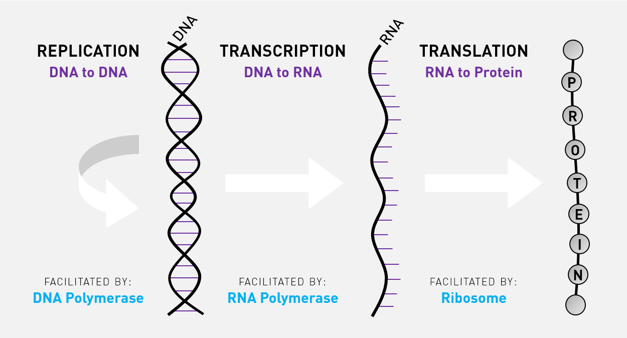 Basic Cell Biology · Syllabus